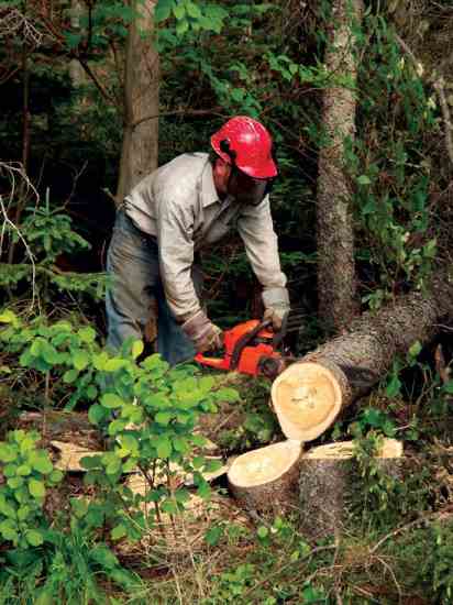 How To Cut Down A Small Tree With a Chainsaw - Grit